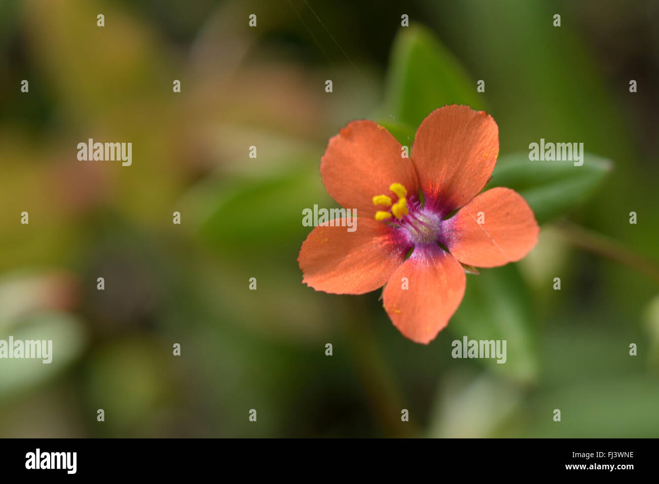Scarlet pimpernel flower hi-res stock photography and images - Alamy