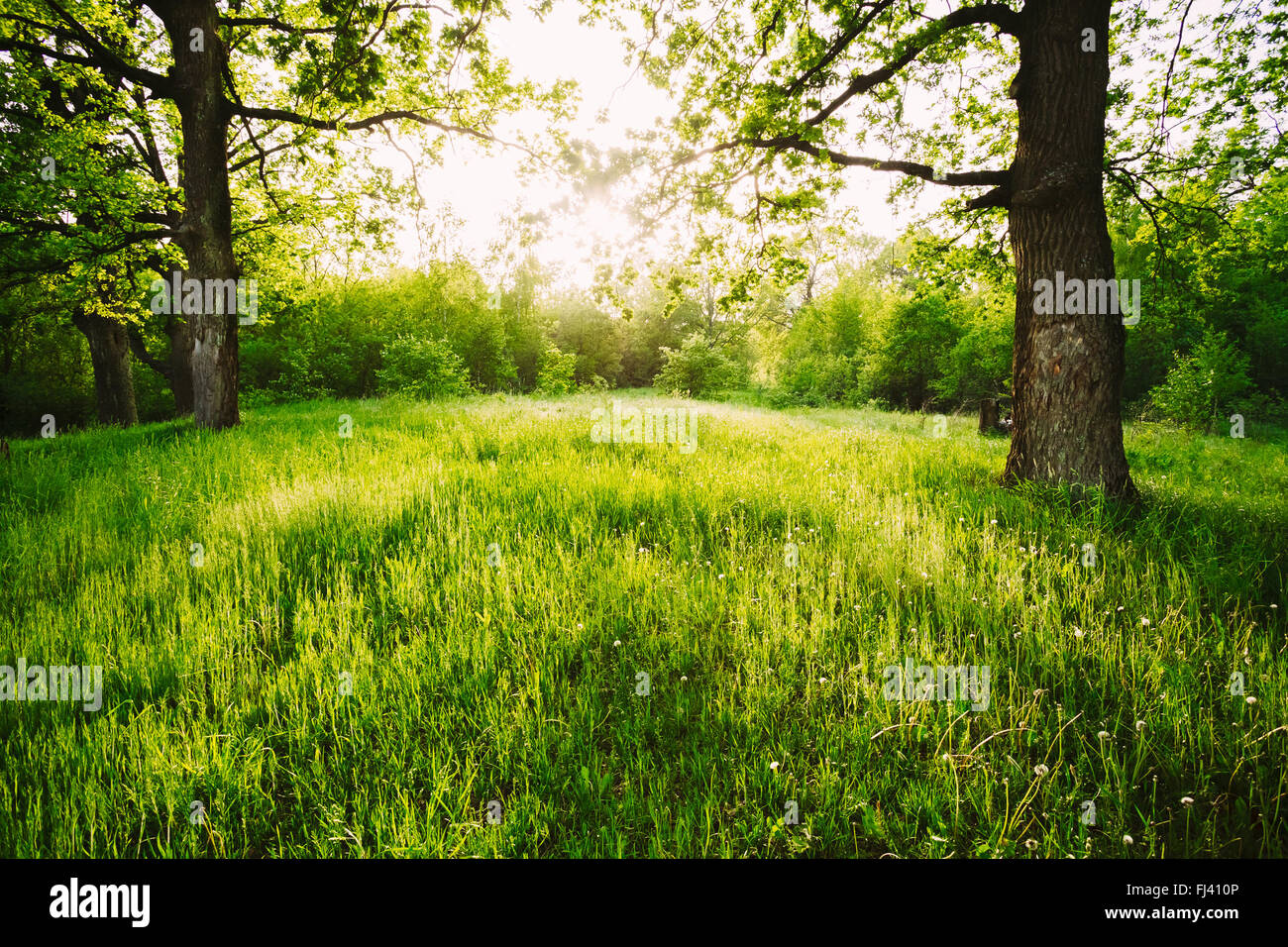 Deciduous grass hi-res stock photography and images - Alamy