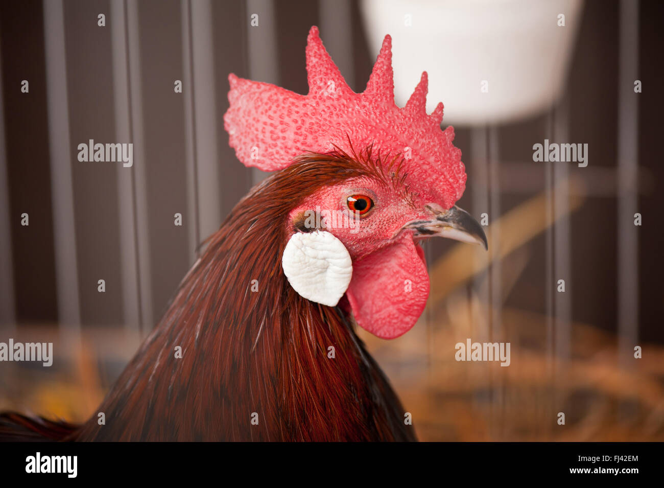 Large red comb rooster portrait at ornamental chickens show in Warsaw ...