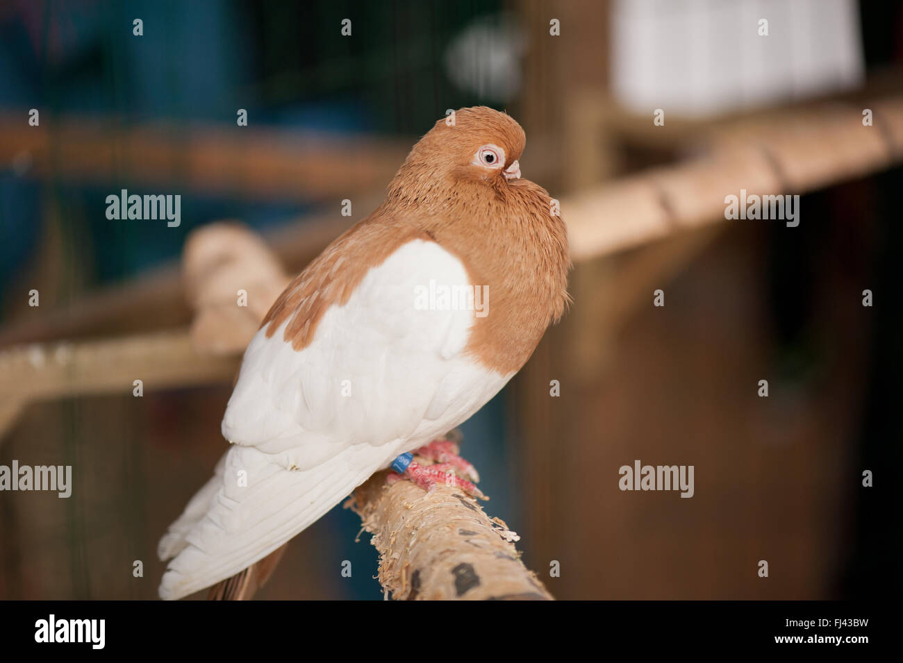 White red colored pigeon sitting in aviary at ornamental chickens show ...