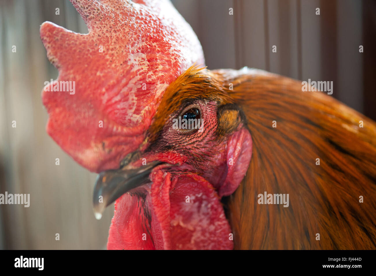 Large red comb rooster closeup, cockerel portrait at ornamental ...
