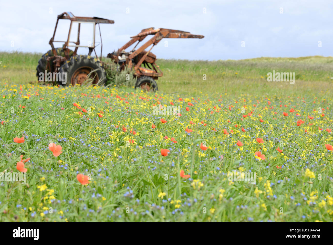 Rusty tractor among the fantastic flowers of the Hebrides machair on ...