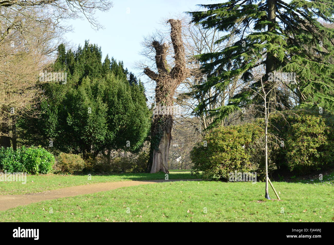 A park in the UK in winter on a cold morning Stock Photo - Alamy