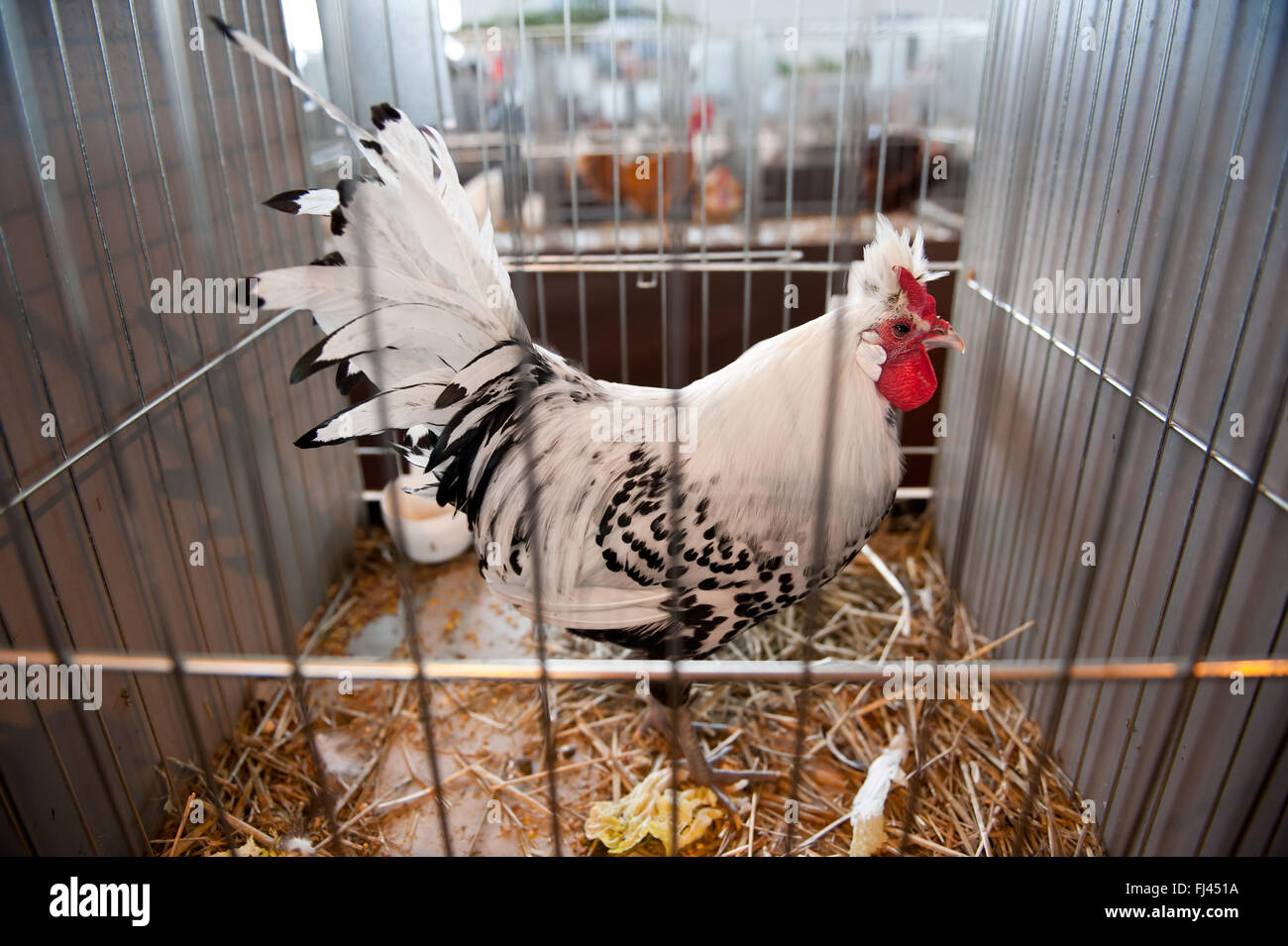 Red V comb cockerel portrait, genetic defect double cockscomb, black ...