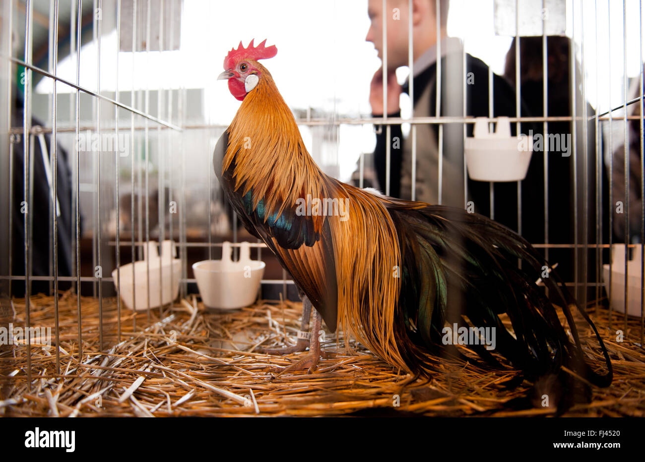 Long tail beautiful rooster at ornamental chickens show in Warsaw ...