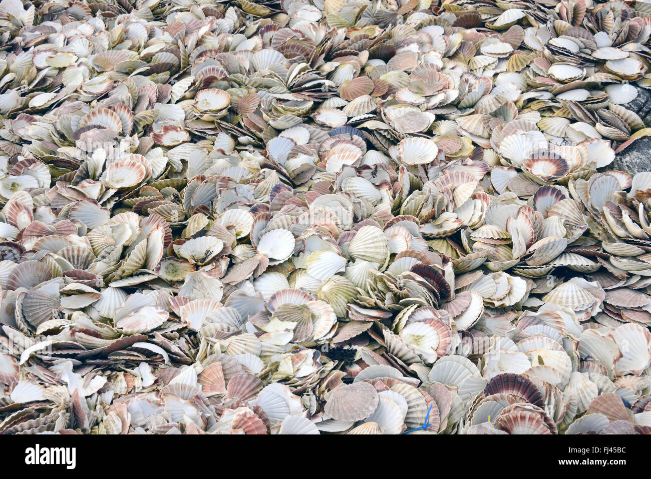 Shot of the discarded scallop shells next to a seafood vendor on ...