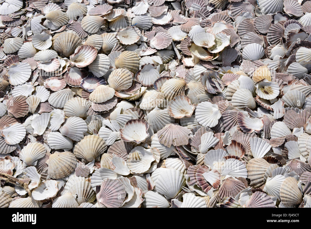 Shot of the discarded scallop shells next to a seafood vendor on ...