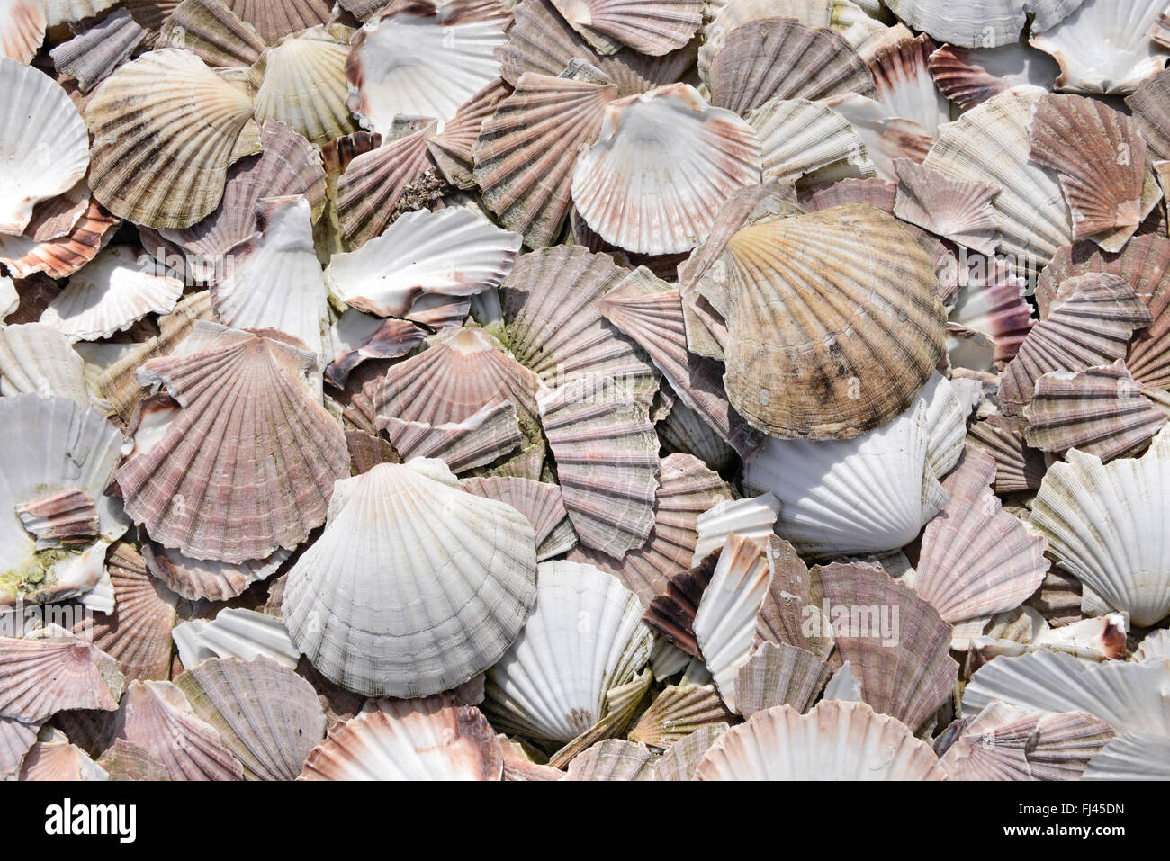 Heap pile scallops hi-res stock photography and images - Alamy