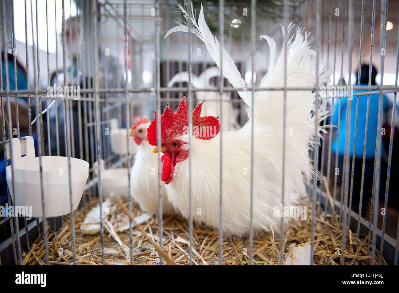 Caged white chickens couple at ornamental chickens show in Warsaw ...