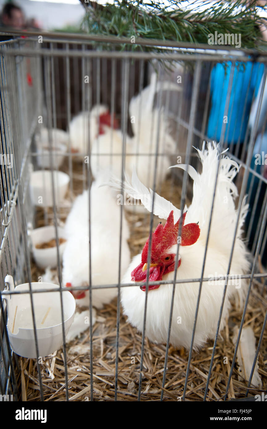 Caged white chickens sitting at ornamental chickens show in Warsaw ...