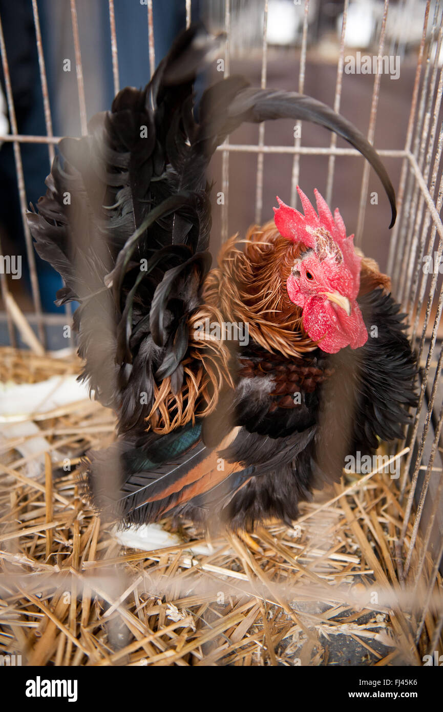 Caged black brown rooster at ornamental chickens show in Warsaw, Poland ...