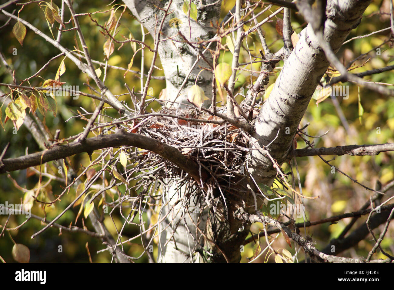 convolute nest on tree Stock Photo - Alamy
