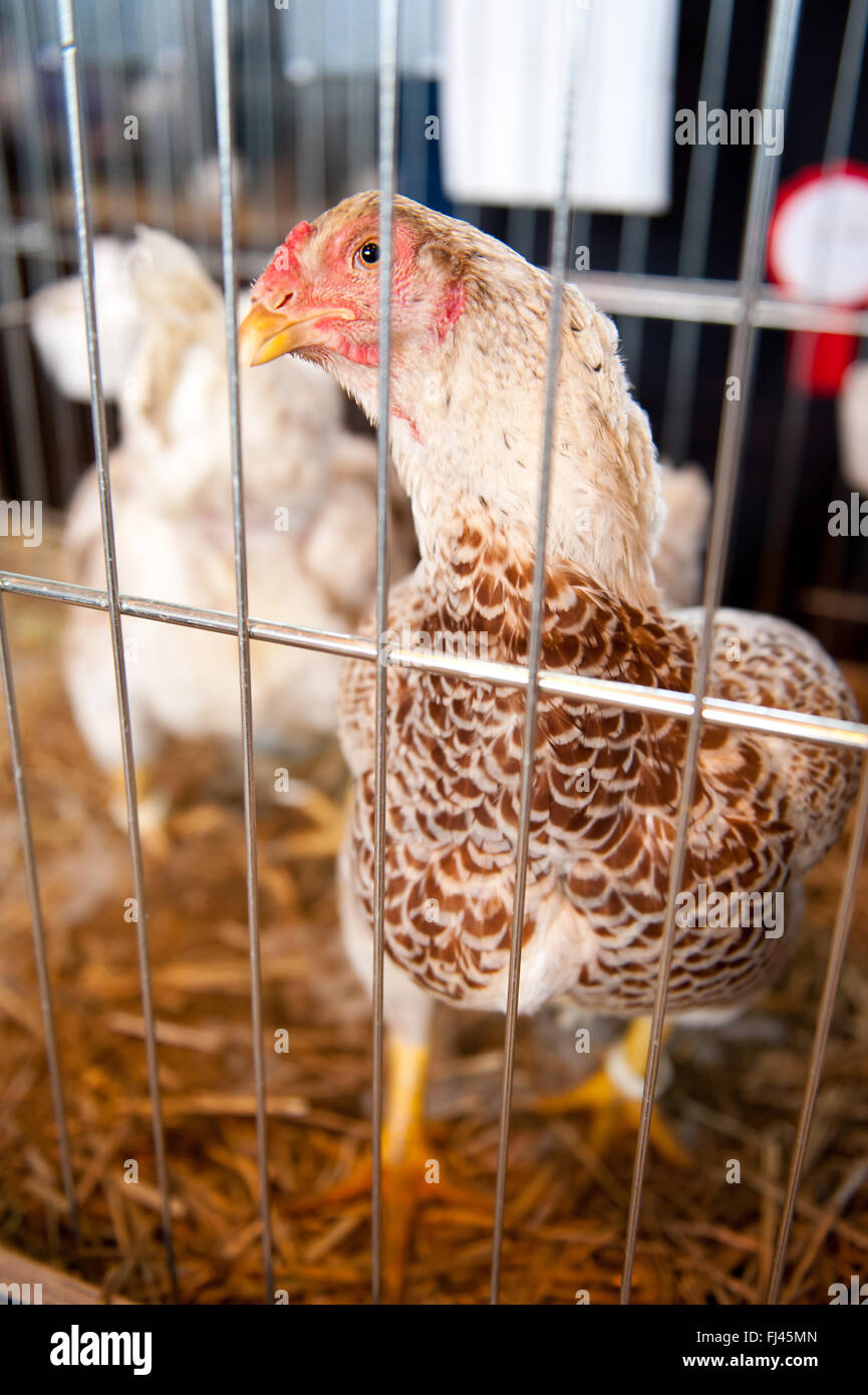 Caged bicolour curious chicken at ornamental chickens show in Warsaw ...