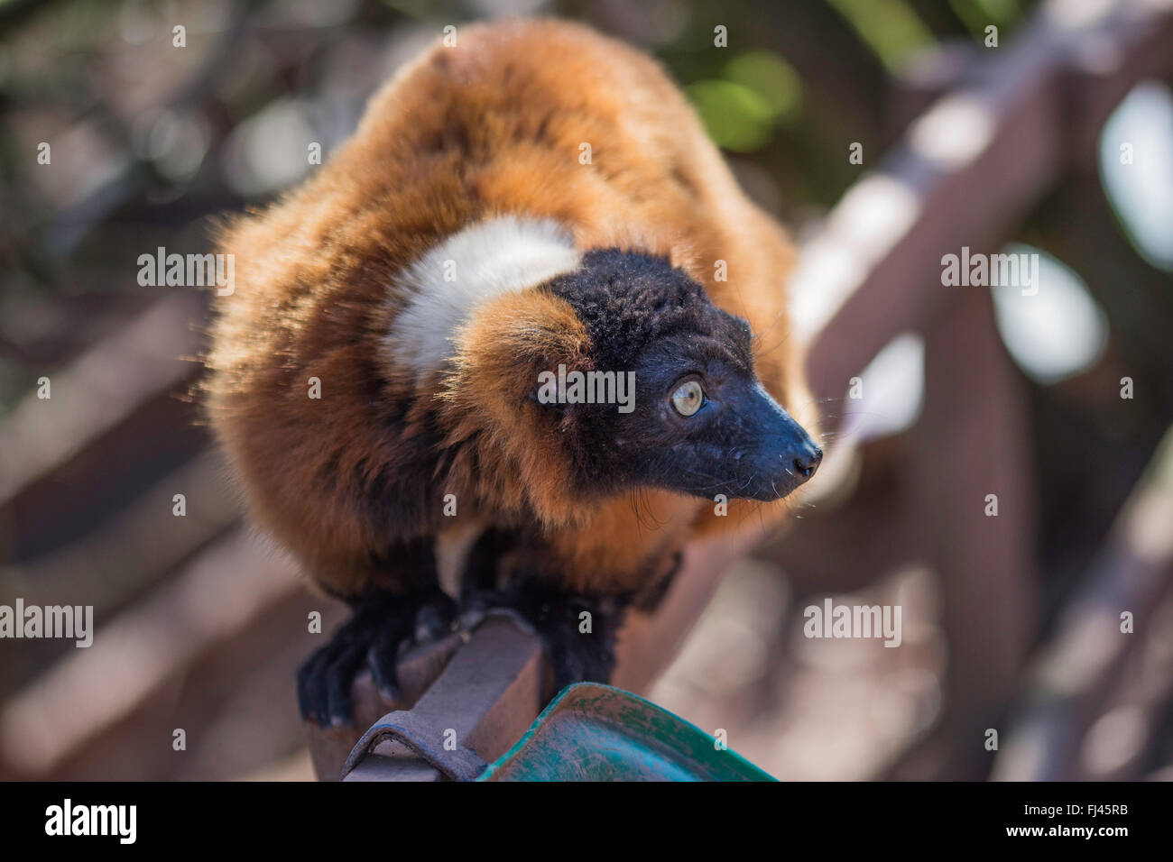 Red lemur hi-res stock photography and images - Alamy