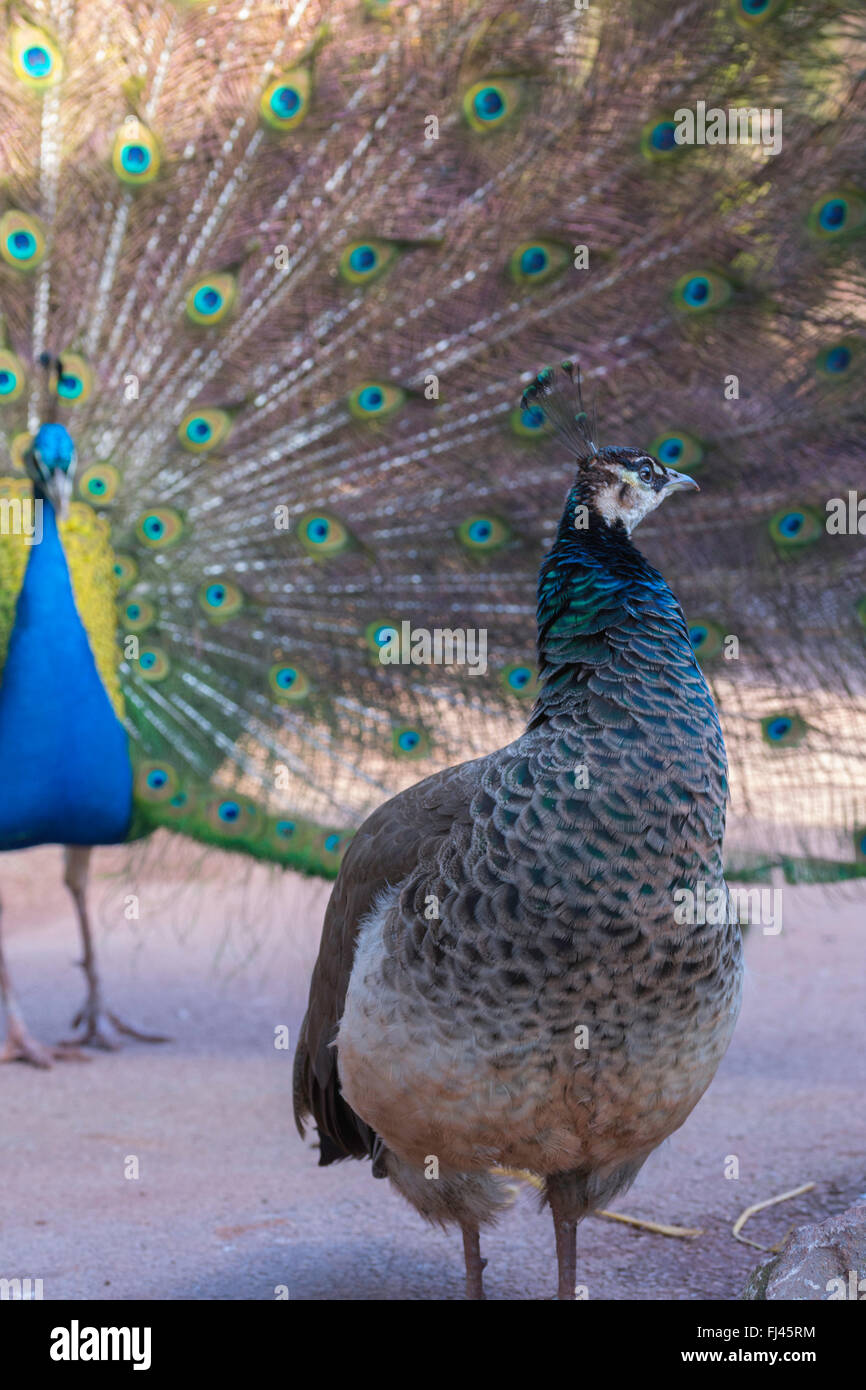Peacock peahen hi-res stock photography and images - Alamy
