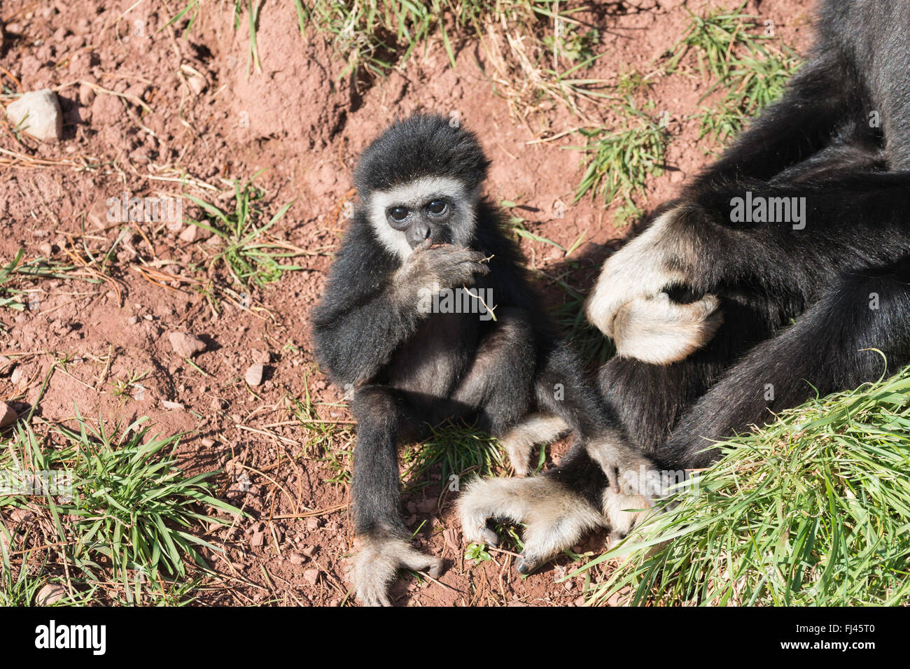 Gibbon baby gibbon hi-res stock photography and images - Alamy