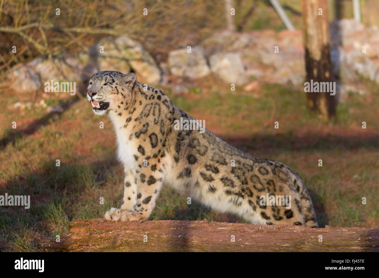 Snow leopard stretching Stock Photo - Alamy