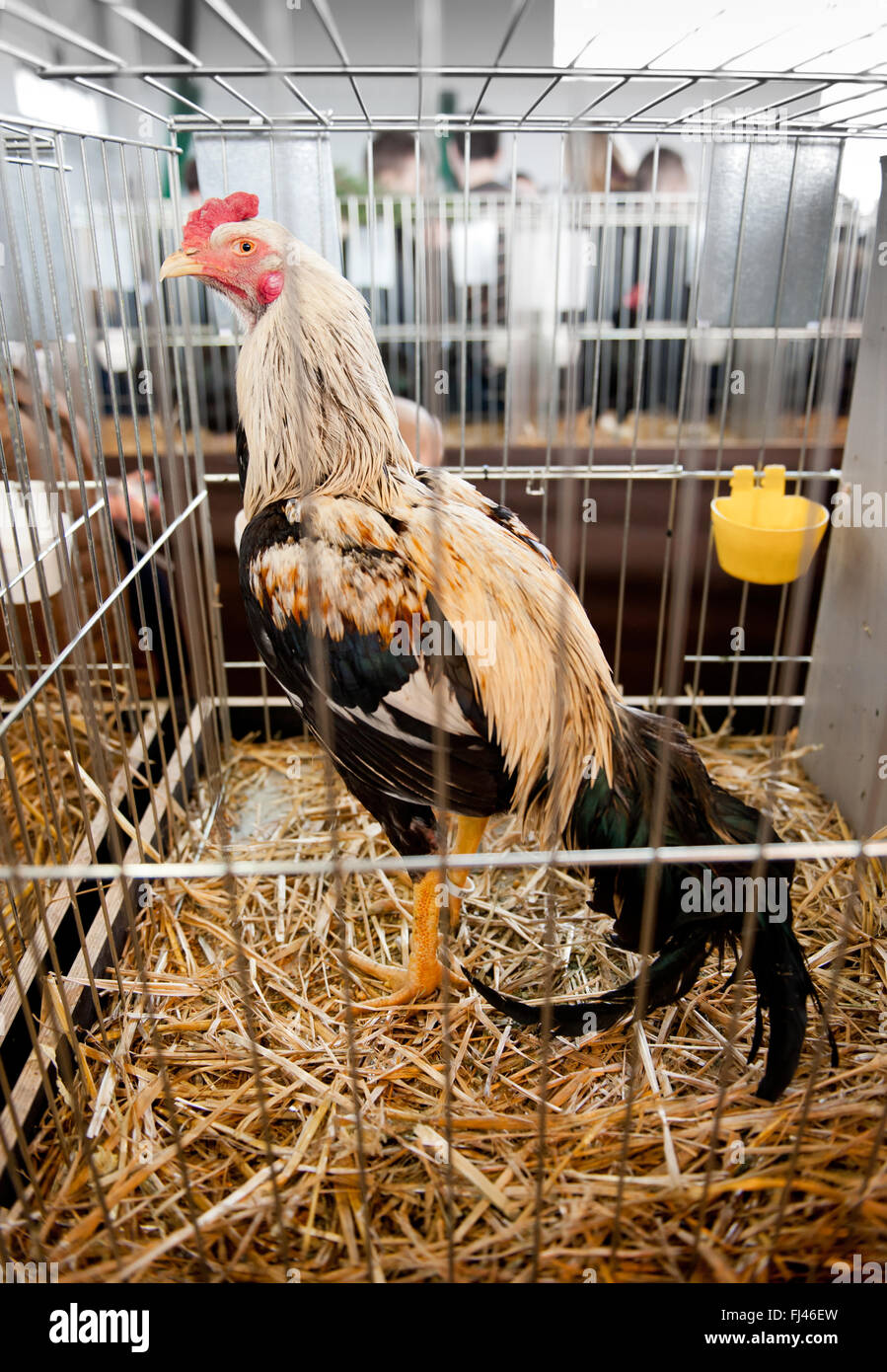 Caged tricolour chicken posing at ornamental chickens show in Warsaw, Poland, 14 February 2016 ...