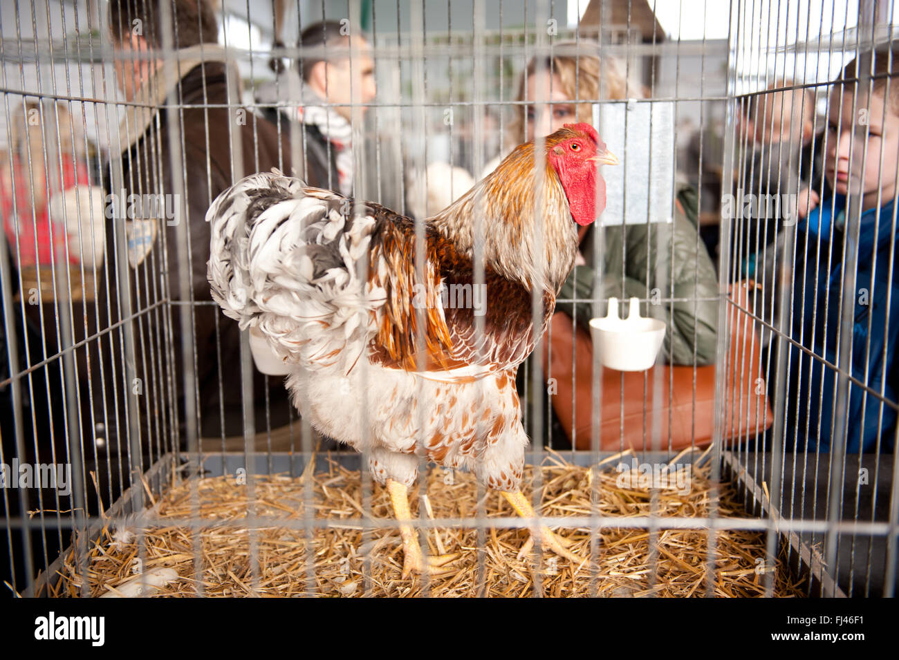 Caged multicoloured rooster posing at ornamental chickens show in ...