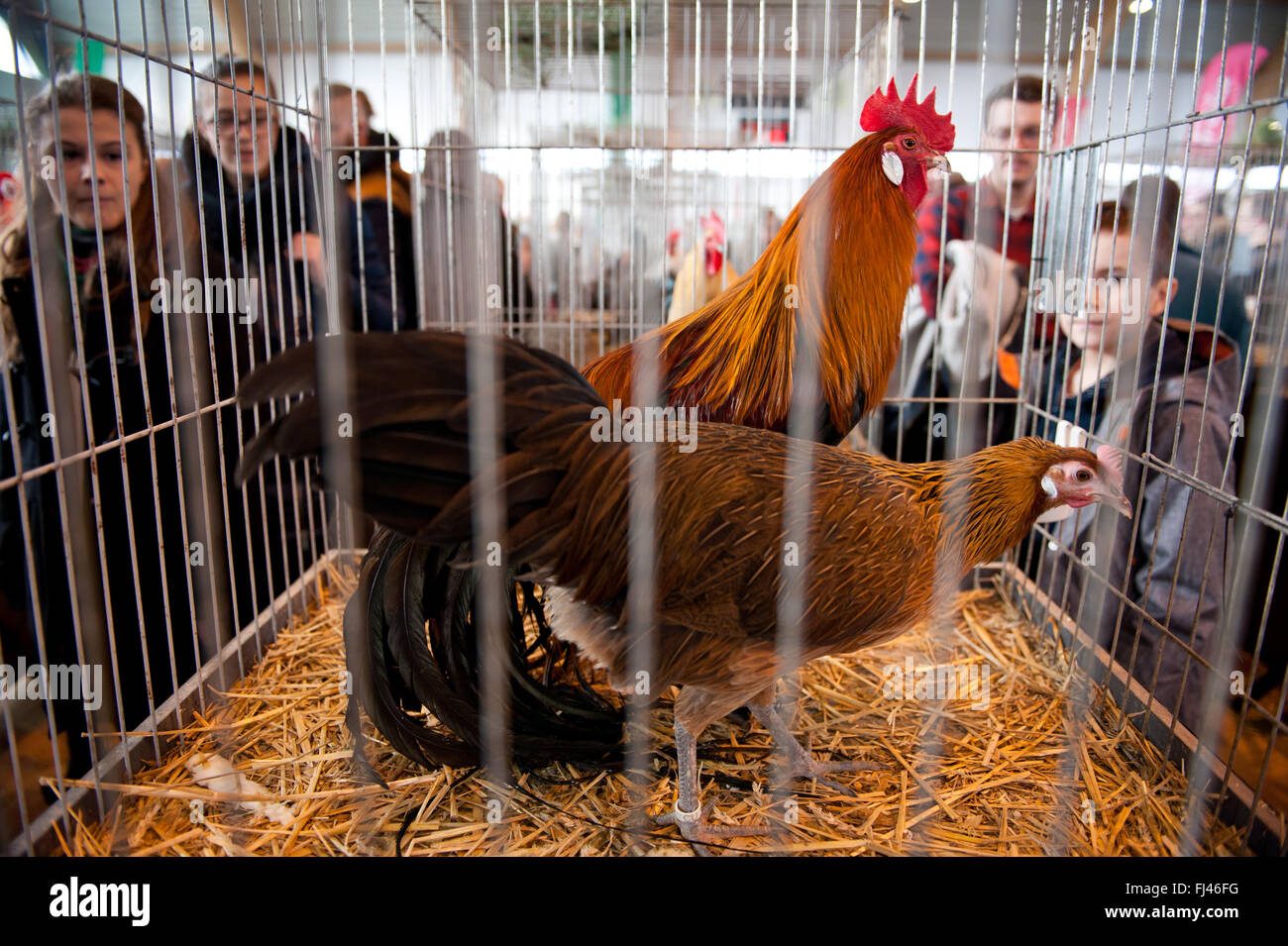 Beautiful caged chickens pair at ornamental chickens show in Warsaw ...