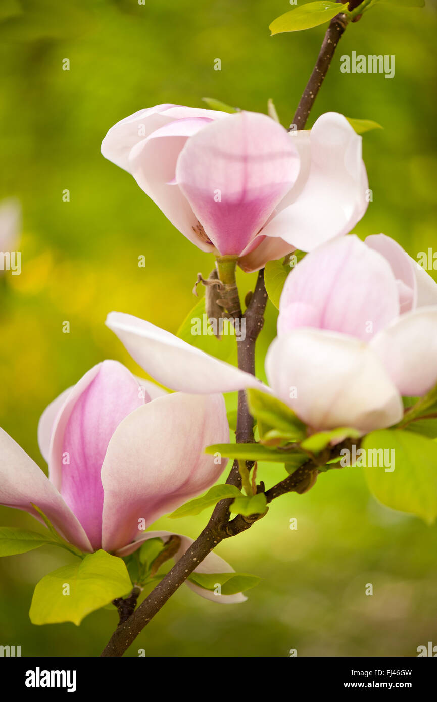 Pink magnolia new buds in spring, Magnoliaceae family, blooming plant ...