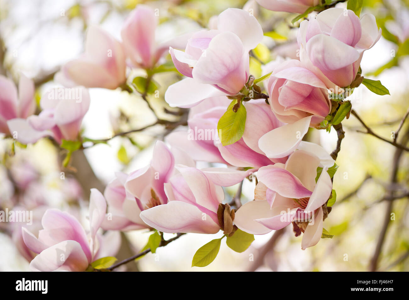 Pink magnolia flowers in spring, Magnoliaceae family, blooming plant ...