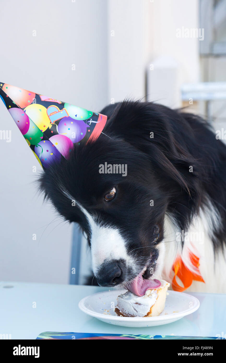 Ollie, the border collie celebrates his birthday, age two Stock Photo ...
