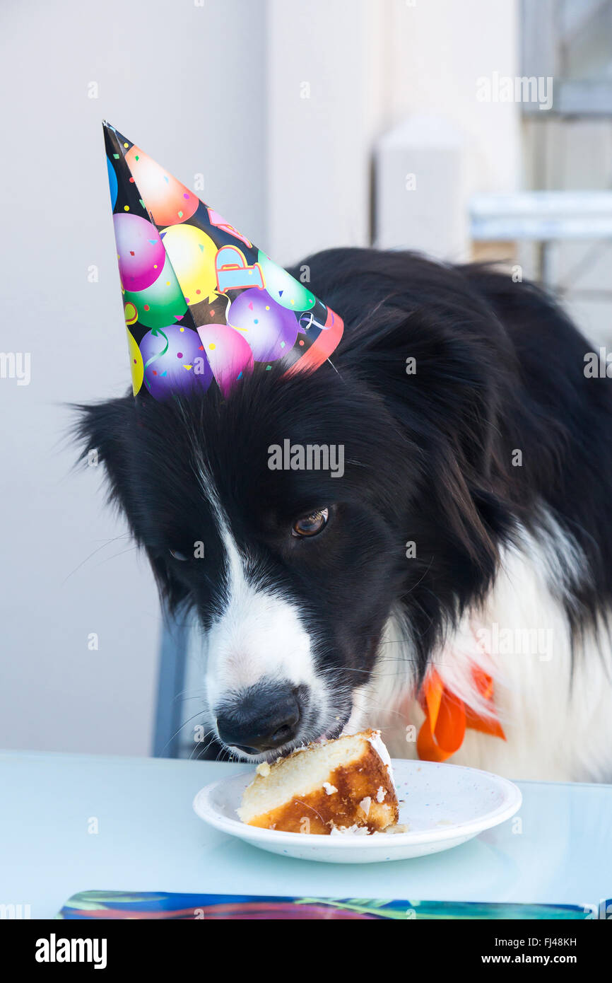 Dog and birthday cake hi-res stock photography and images - Alamy