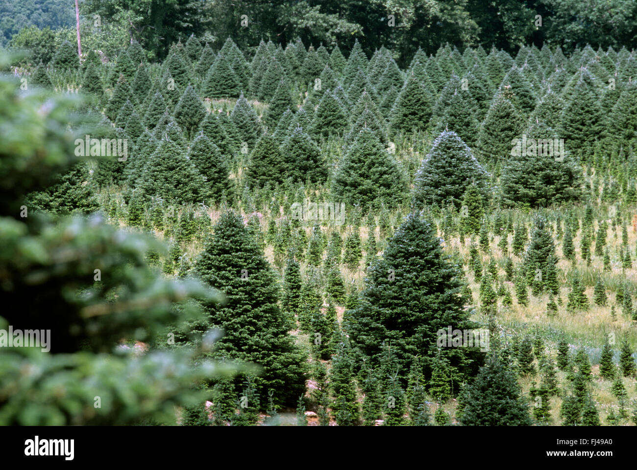 Tree nursery hi-res stock photography and images - Alamy