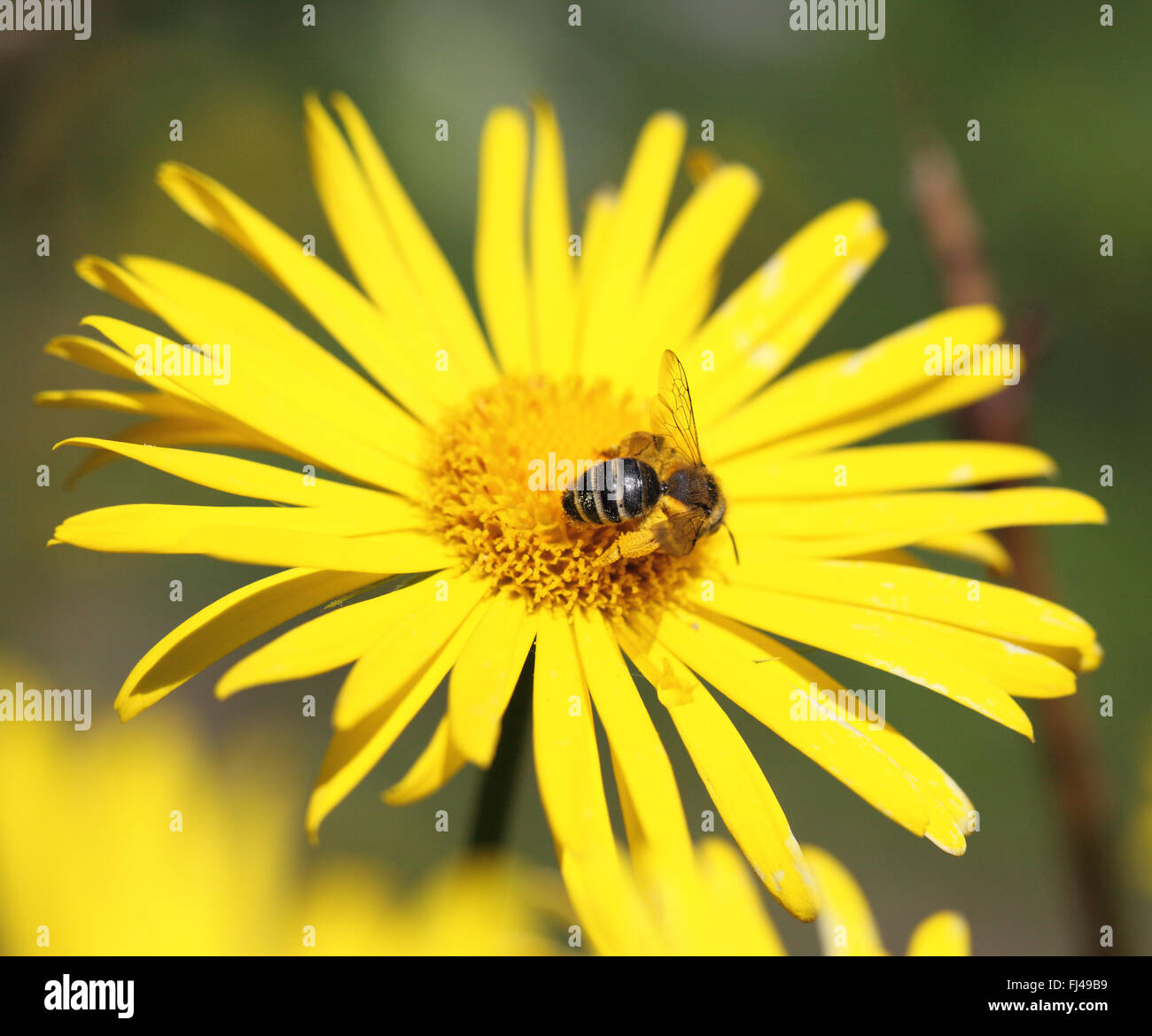 Back view of bumblebee hi-res stock photography and images - Alamy