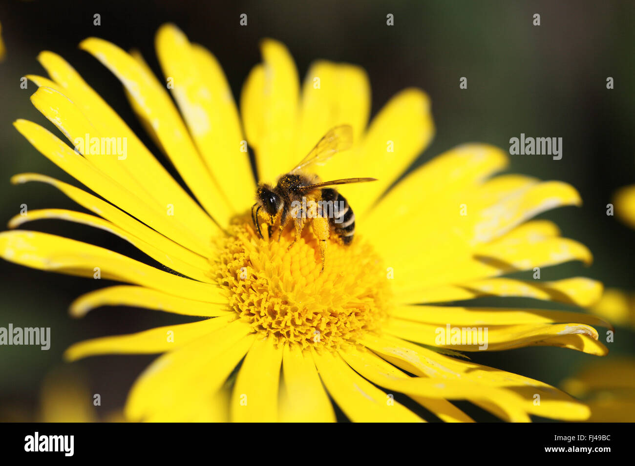 Back view of bumblebee hi-res stock photography and images - Alamy