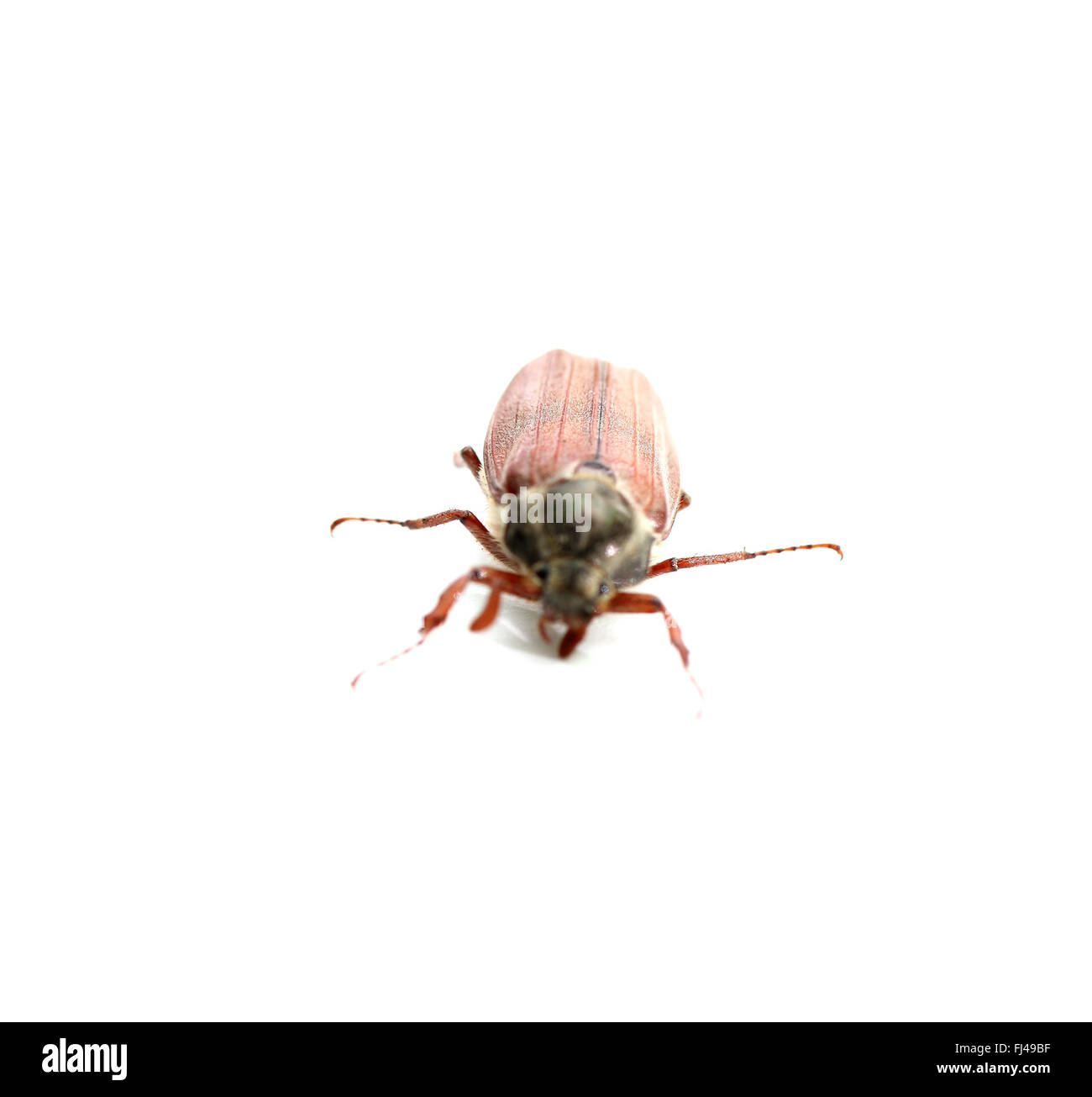 chafer closeup isolated on a white background Stock Photo - Alamy