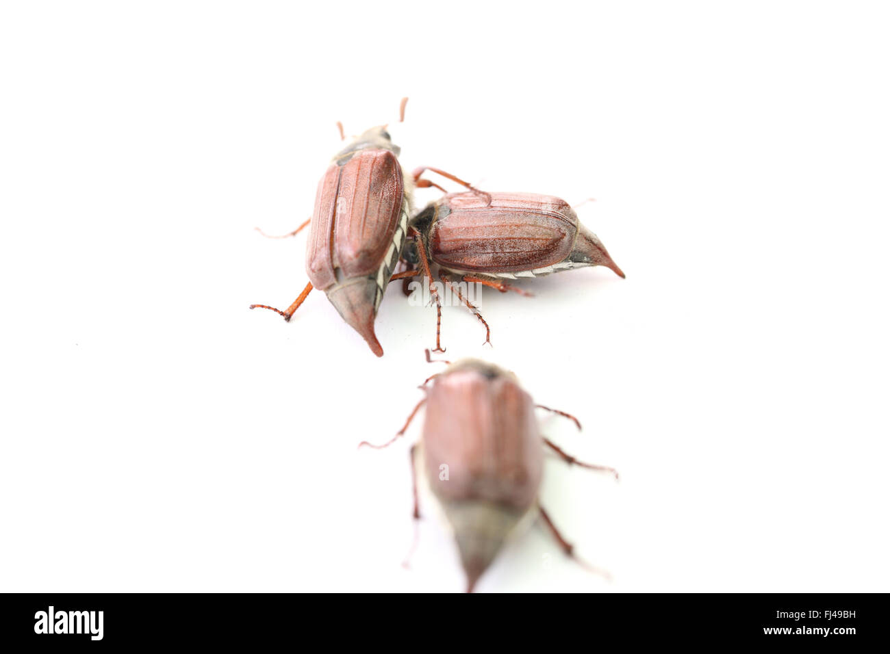 may-bug closeup isolated on a white background Stock Photo - Alamy