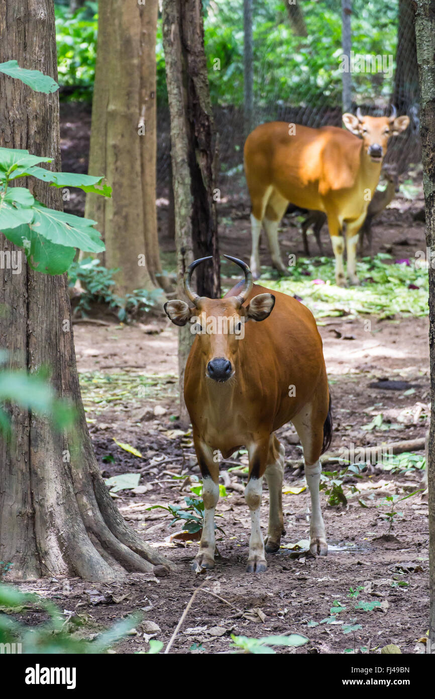 Banteng hi-res stock photography and images - Alamy