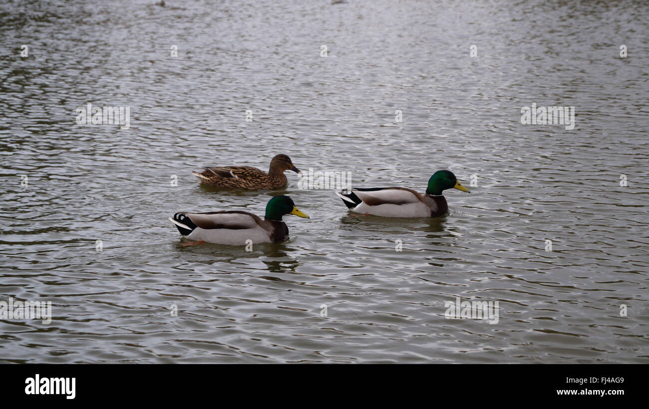 Female mallard duck gliding hi-res stock photography and images - Alamy