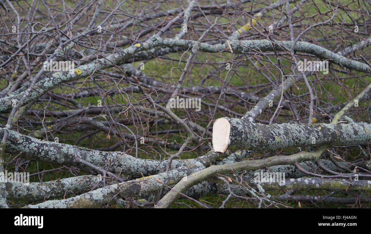 Cut down tree branches with lichen on the trunks Stock Photo - Alamy