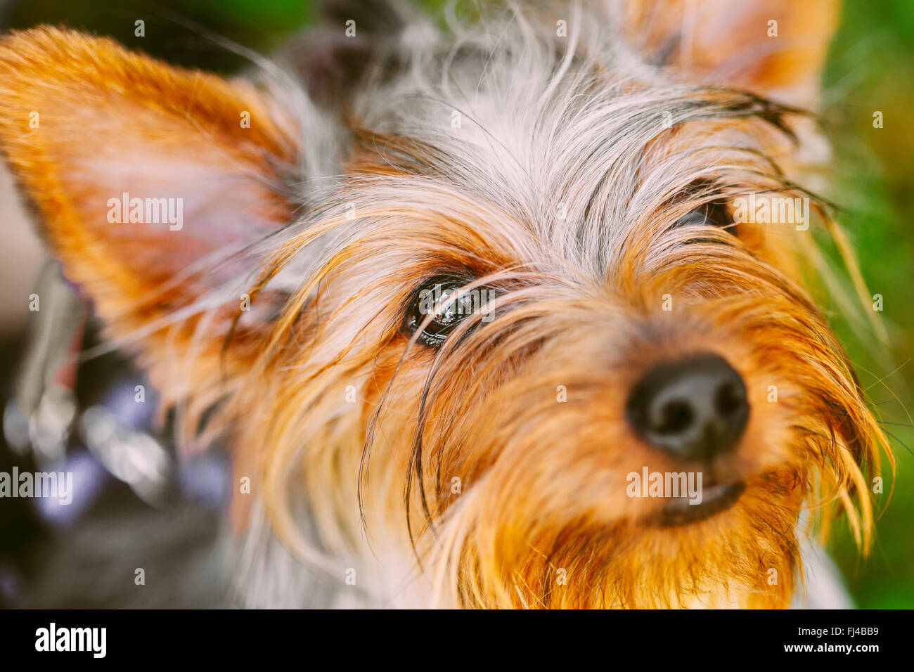 Yorkshire terrier mini toy hi-res stock photography and images - Alamy