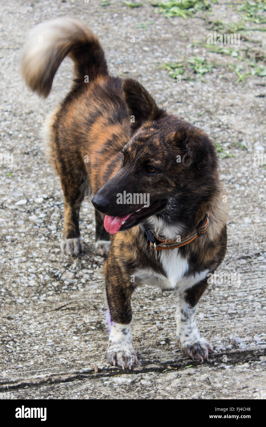 Thai Stray dog Stock Photo - Alamy