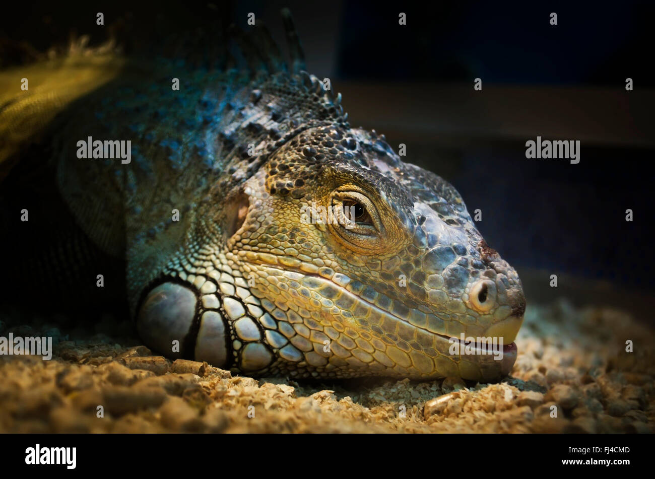 Large lizard hi-res stock photography and images - Alamy