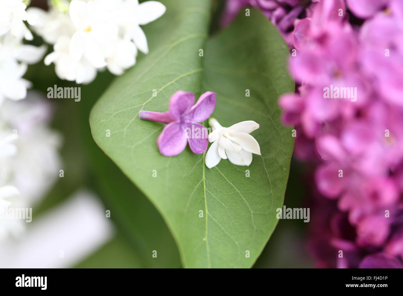 Beautiful Bunch of violet and white Lilac Stock Photo - Alamy