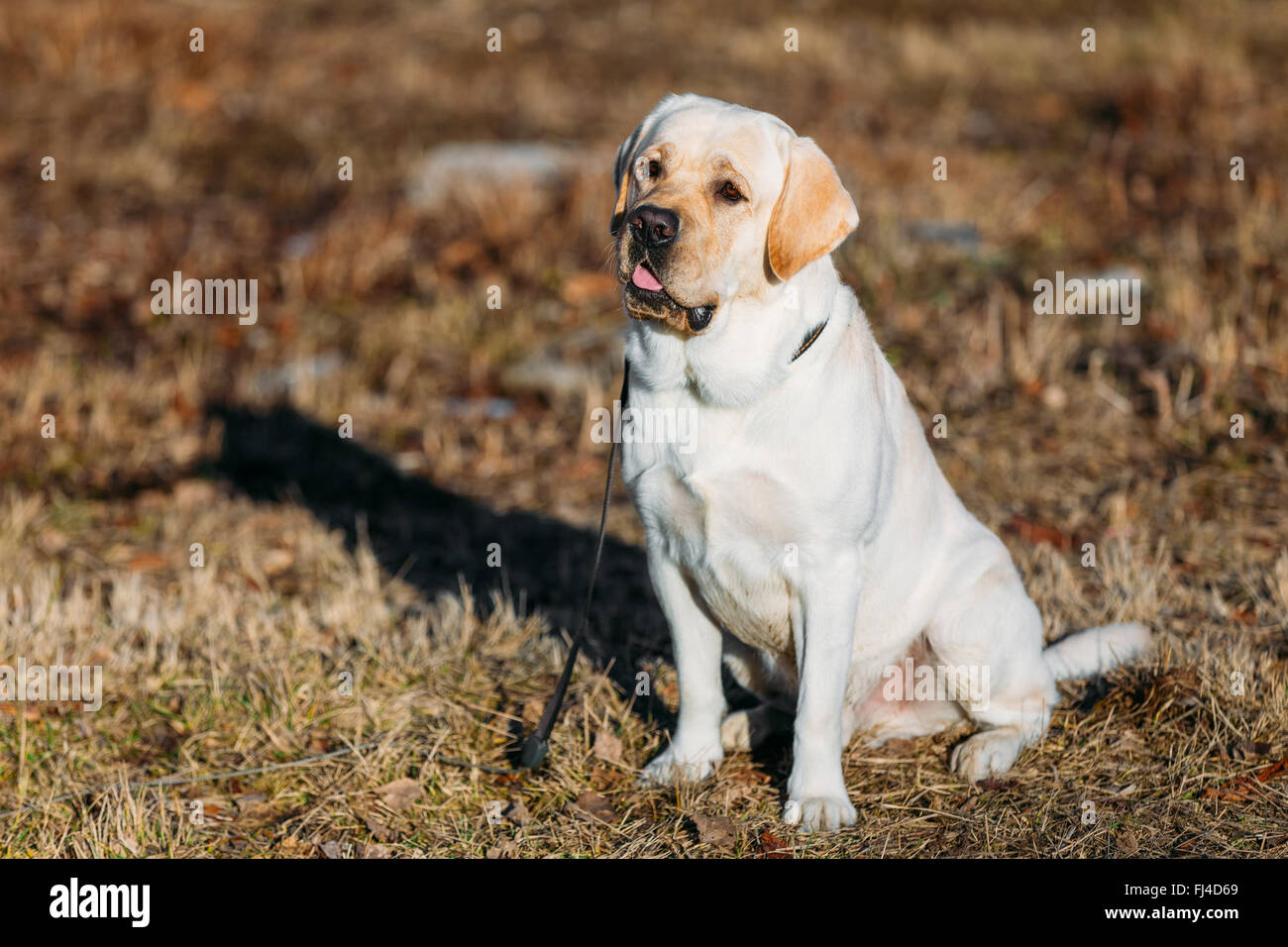 Beautiful Adult White Labrador Dog Outdoors in Park. Autumn Stock Photo ...