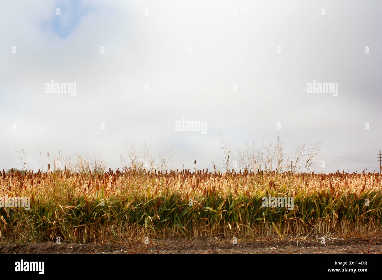 Fields arizona hi-res stock photography and images - Alamy