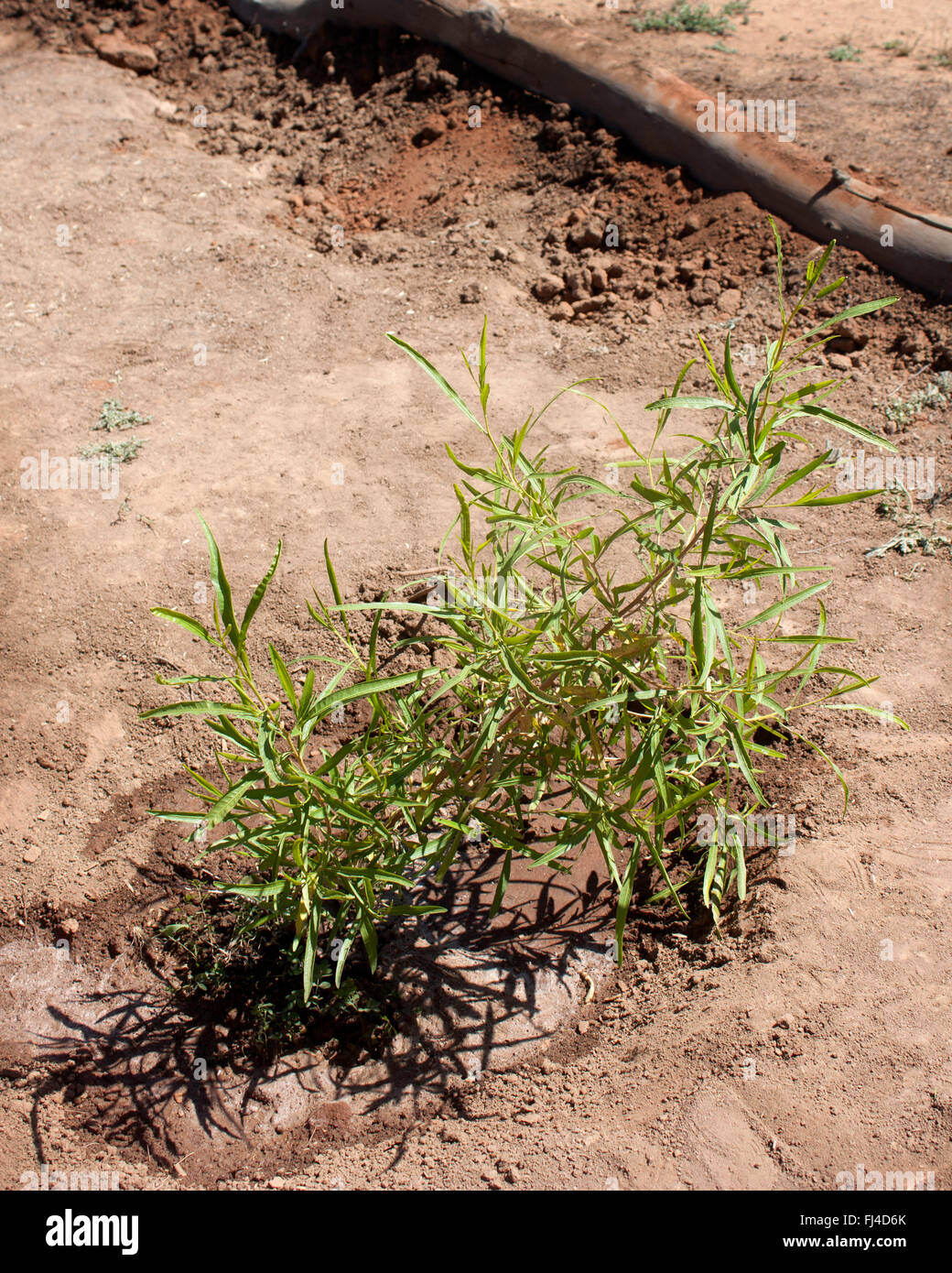 Desert planting trees hi-res stock photography and images - Alamy