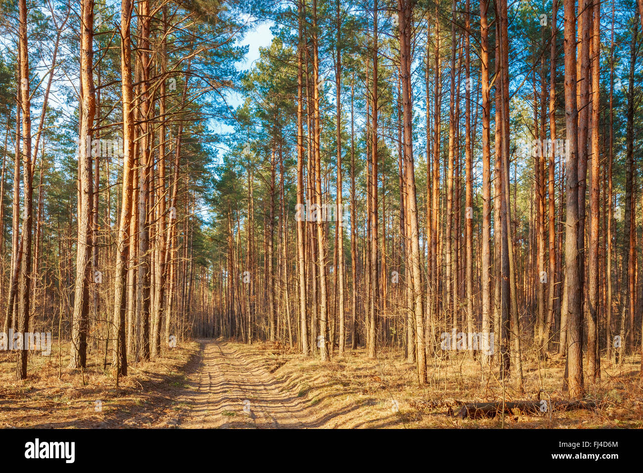 Countryside sandy road, path, walkway through autumn forest. Sunset ...