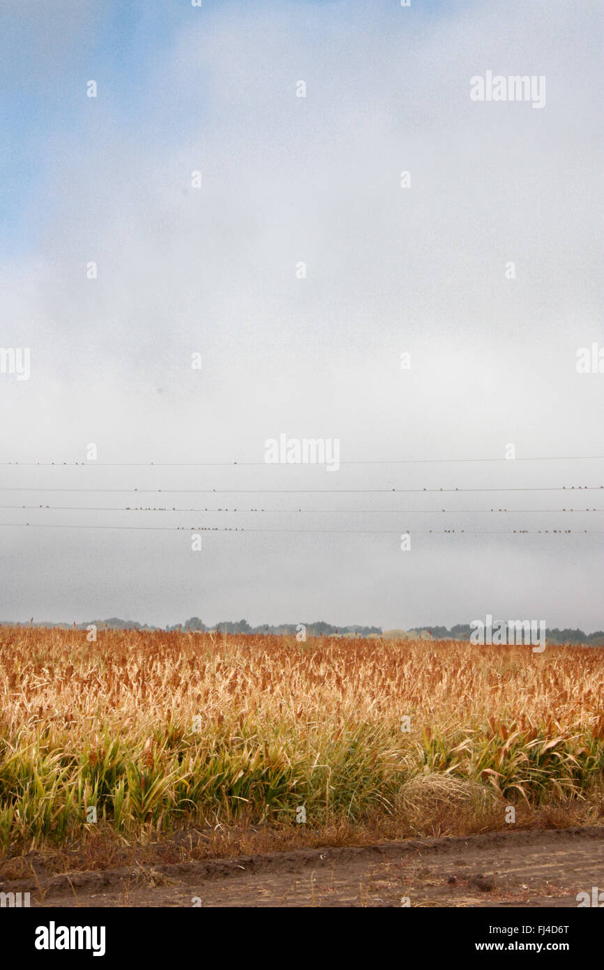 Arizona farming and agriculture hi-res stock photography and images - Alamy