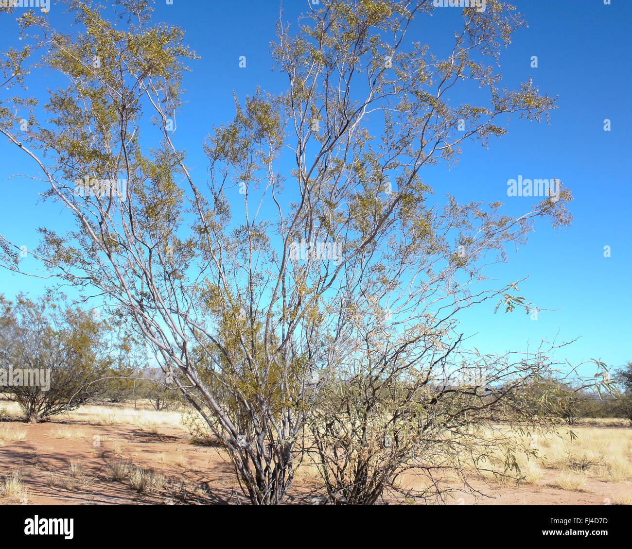 Green desert bushes hi-res stock photography and images - Alamy