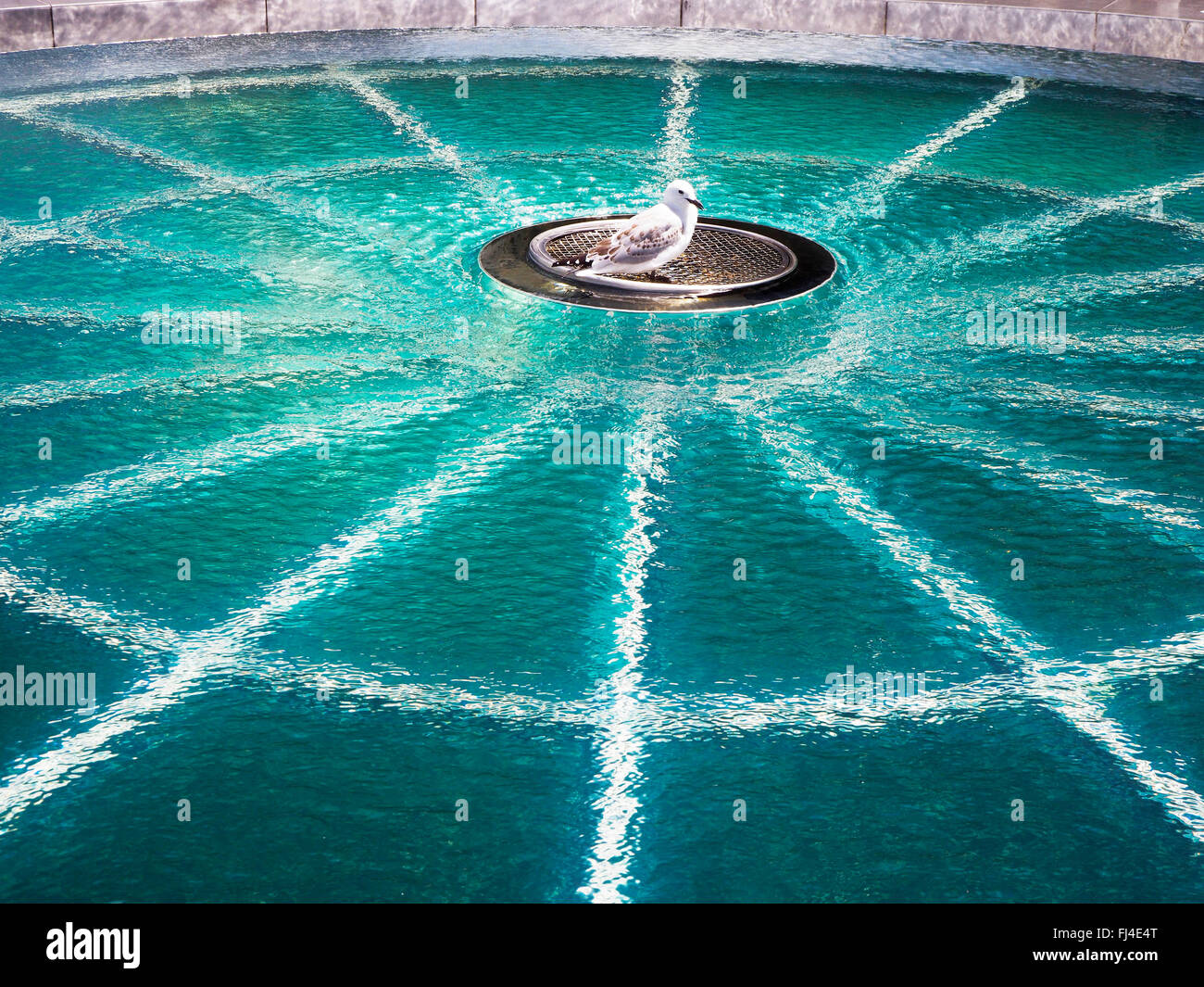 Sea gull in the middle of a pool Stock Photo - Alamy