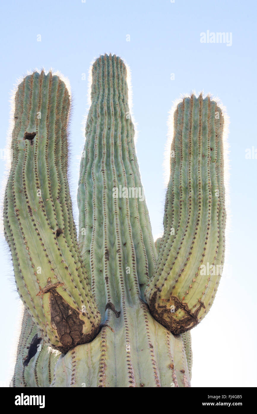 Saguaro cactus ocotillo plants hi-res stock photography and images - Alamy
