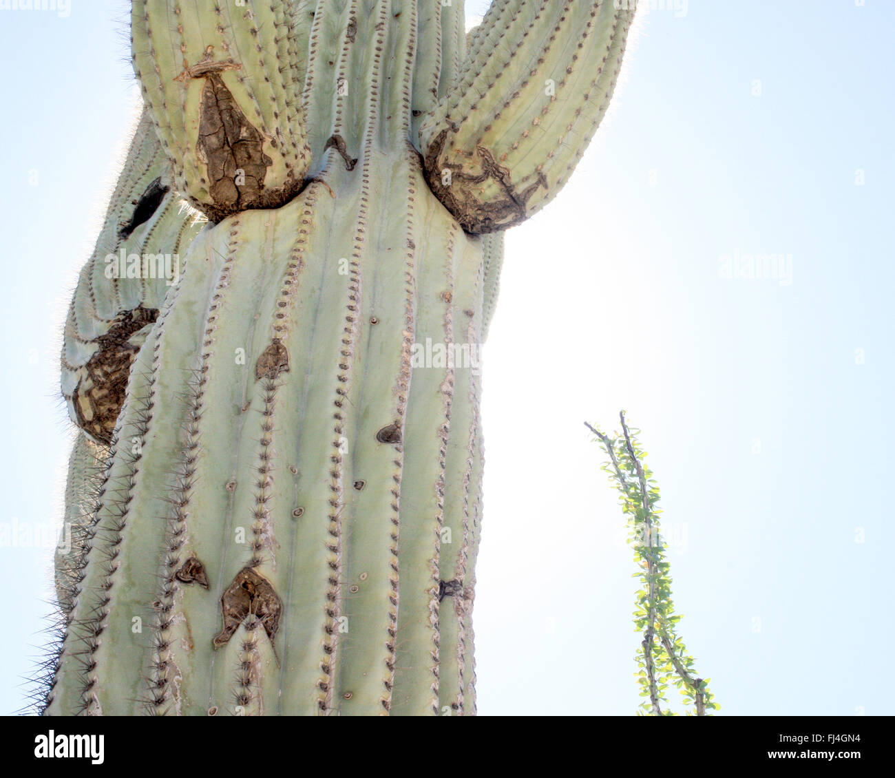 Saguaro cactus ocotillo plants hi-res stock photography and images - Alamy