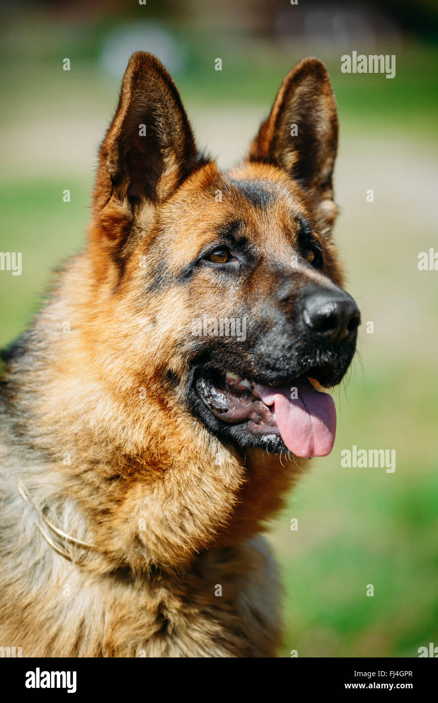Black wolf face hi-res stock photography and images - Alamy